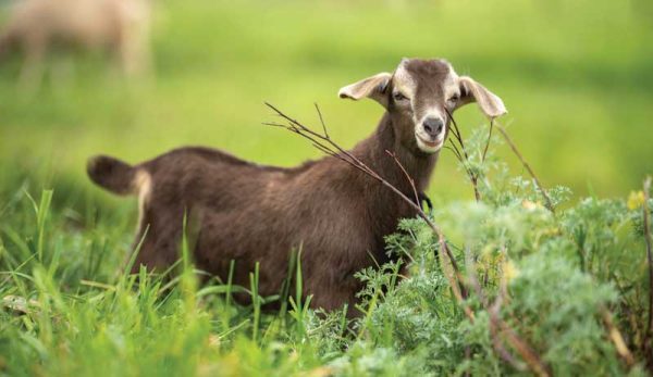 Ruminants can be the perfect solution for many farm needs, but choosing ...